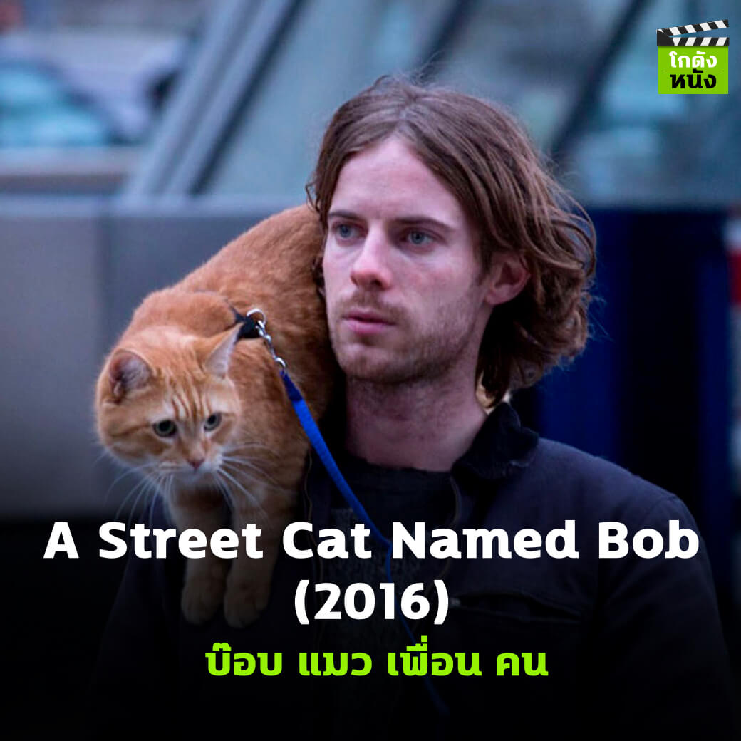 รวมของดีในโกดังหนัง - รวมหนังแบบแมวๆ ที่คนรักน้องเหมียวไม่ควรพลาด